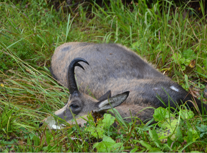 Gamsjagd in Slowenien zzgl. Abschuss - eGun